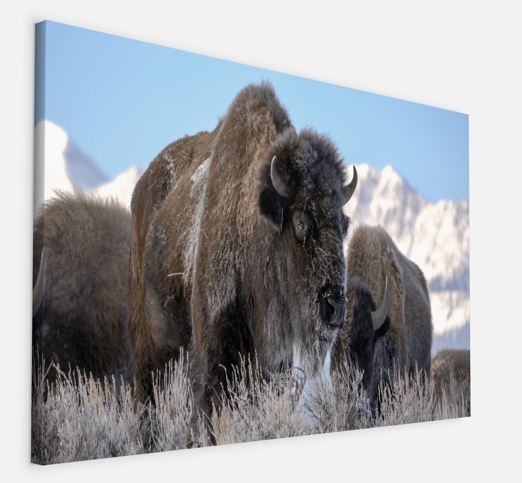 NATIVE Film Bison Documentary Limited Edition Prints – Yanasa Trading ...