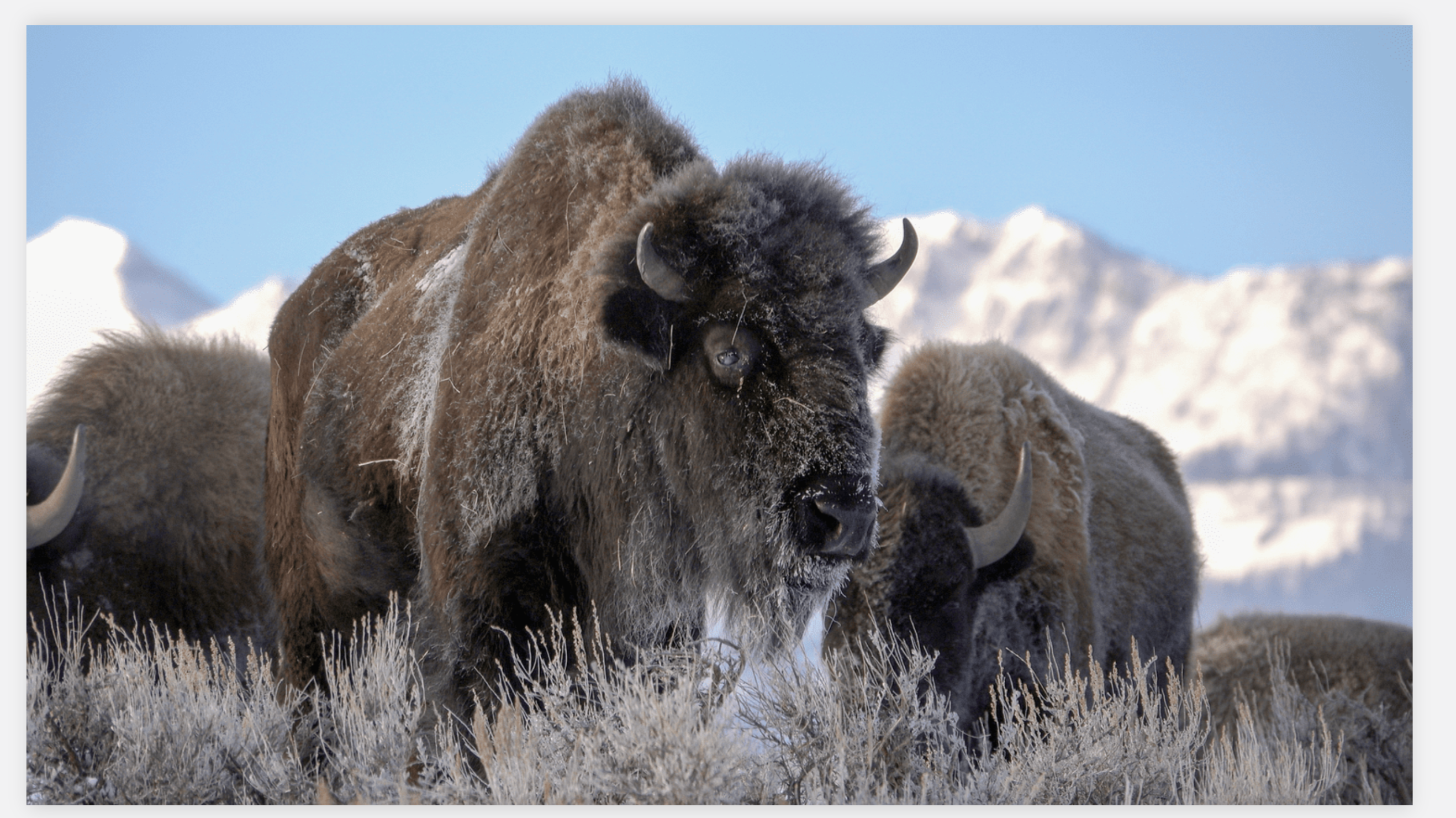 Bison Freeze Montana Canvas Print (LIMITED 25 PRINTS) – Yanasa Trading ...