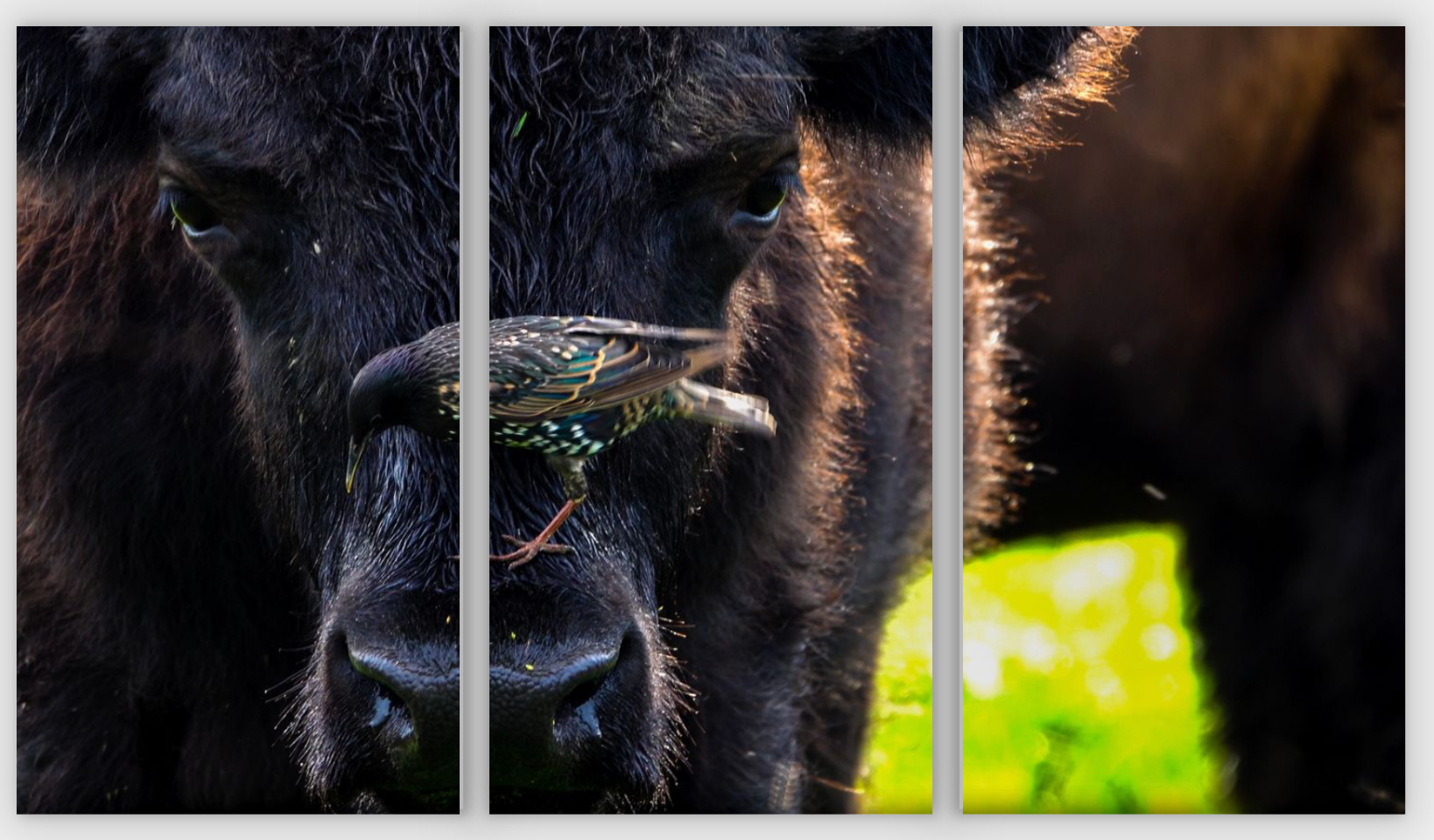 NATIVE Film Bison Documentary Limited Edition Prints – Yanasa Trading ...